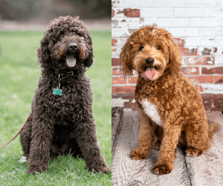12 Key Differences Between Labradoodles and Goldendoodles - Epic dogs tales
