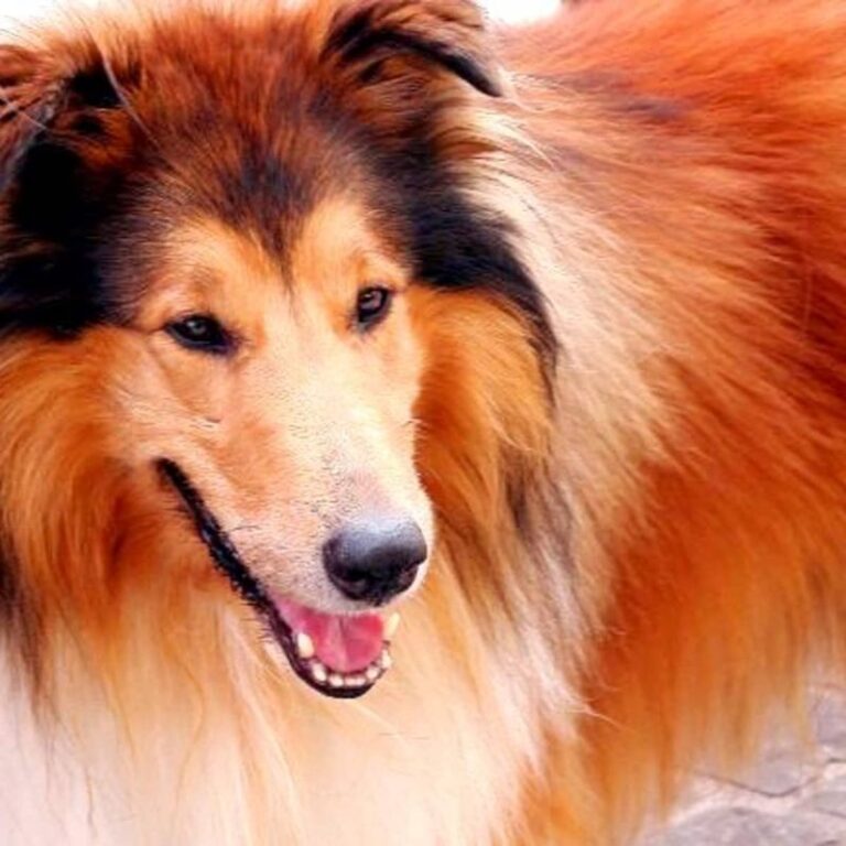 16 Emotionally Intelligent Dog Breeds That Sync With Your Feelings ...