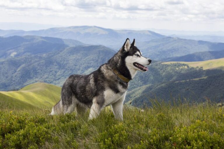 These 17 Dog Breeds Match Your Personality Type - Epic dogs tales