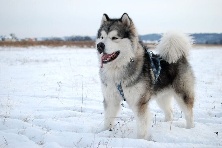 10 Types of Husky Dogs - Epic dogs tales