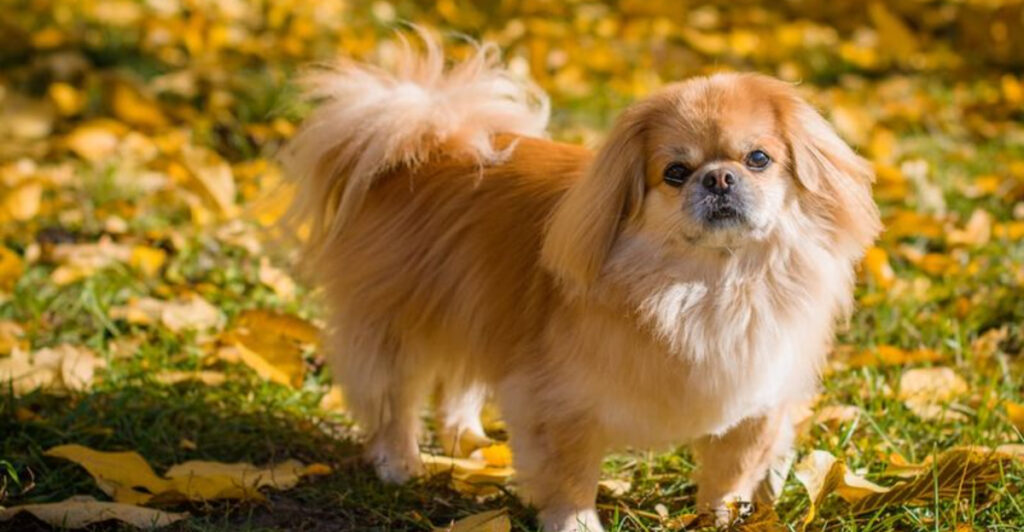 Skip These 7 'Emotional' Dogs - These 19 Breeds Actually Understand You ...