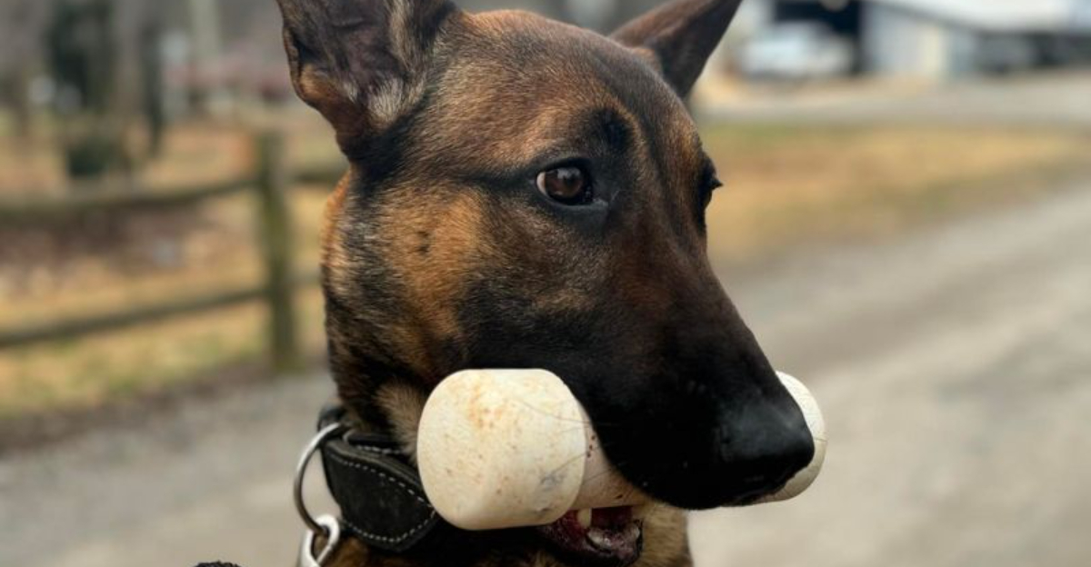 Skip These 7 'Smart' Dog Breeds — These 11 Actually Connect With Your ...