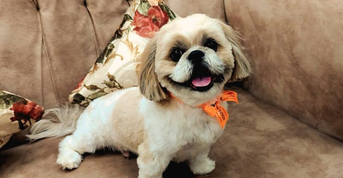 Skip These 7 Weak Dog Breeds — These 13 Powerful Ones Can Handle ...