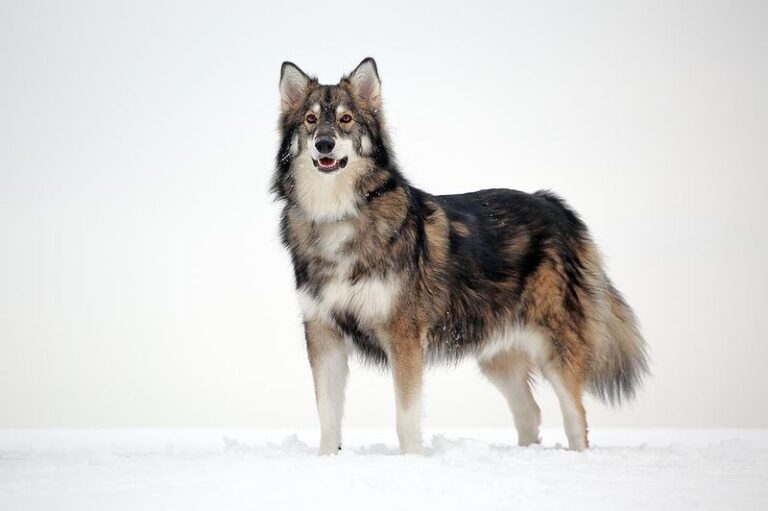 9 Types of Huskies You Should Know (And What Makes Each Unique) - Epic ...