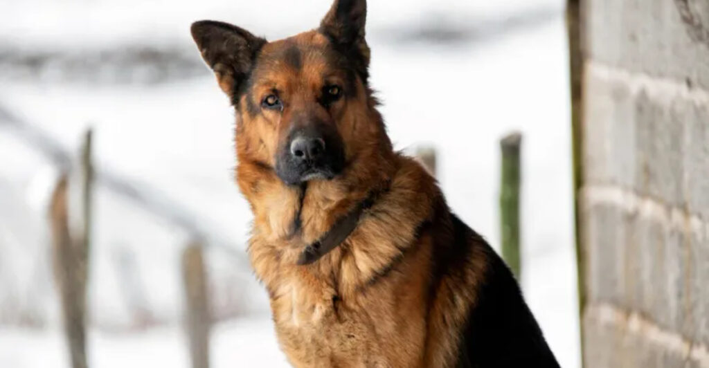 The 12 Best Guard Dog Breeds to Keep Your Home Safe - Epic dogs tales