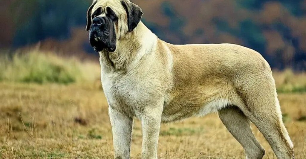 The 14 Heaviest Dog Breeds in the World - Some Weigh Over 200 Pounds ...