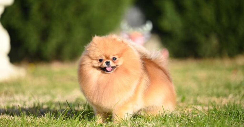 The 21 Cutest Dog Breeds - Officially Ranked - Epic dogs tales