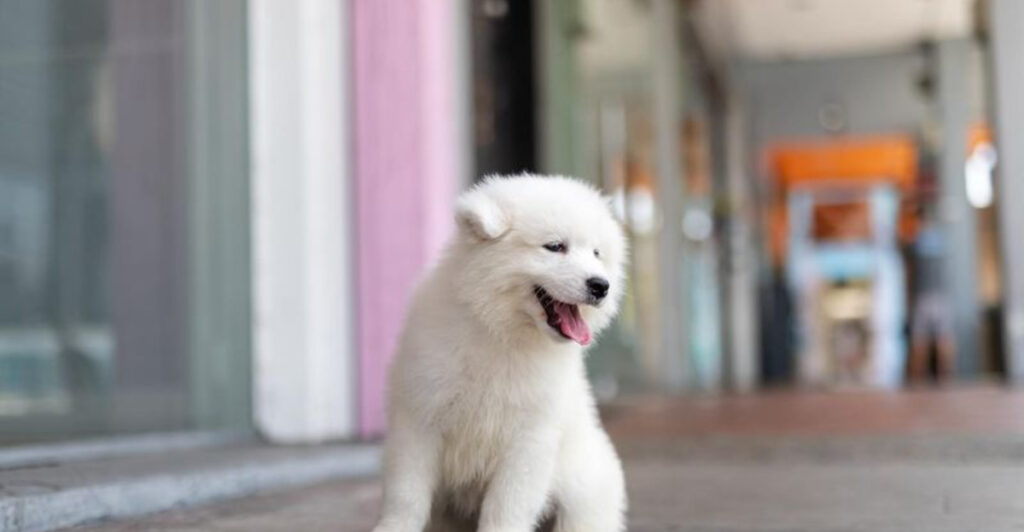 The 23 Most Gentle and Affectionate Dog Breeds That Just Want to Make ...