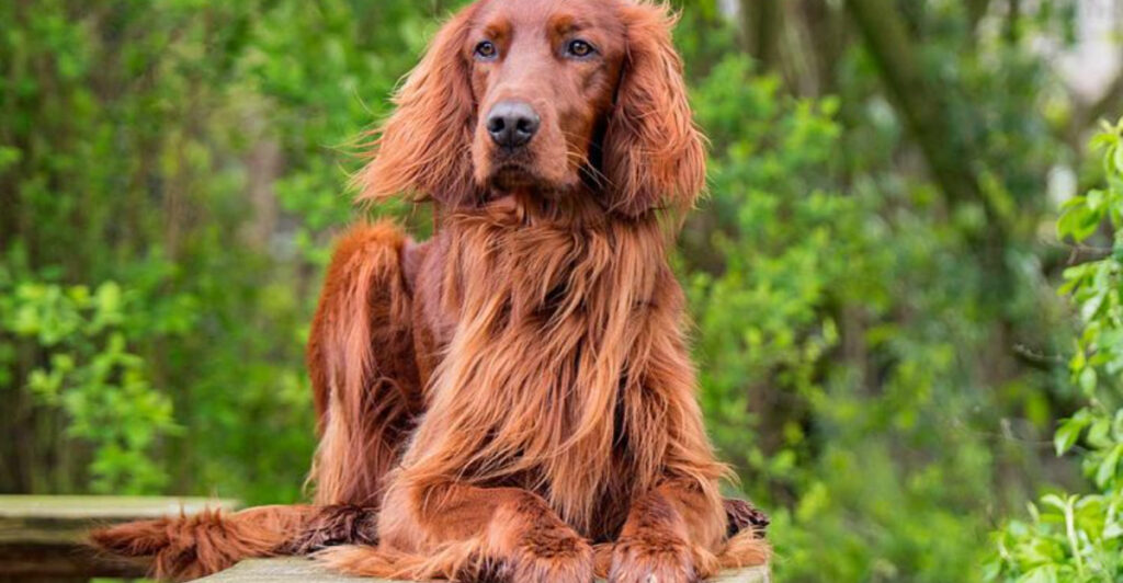 The 4 Main Types of Setter Dogs You Should Know - Epic dogs tales