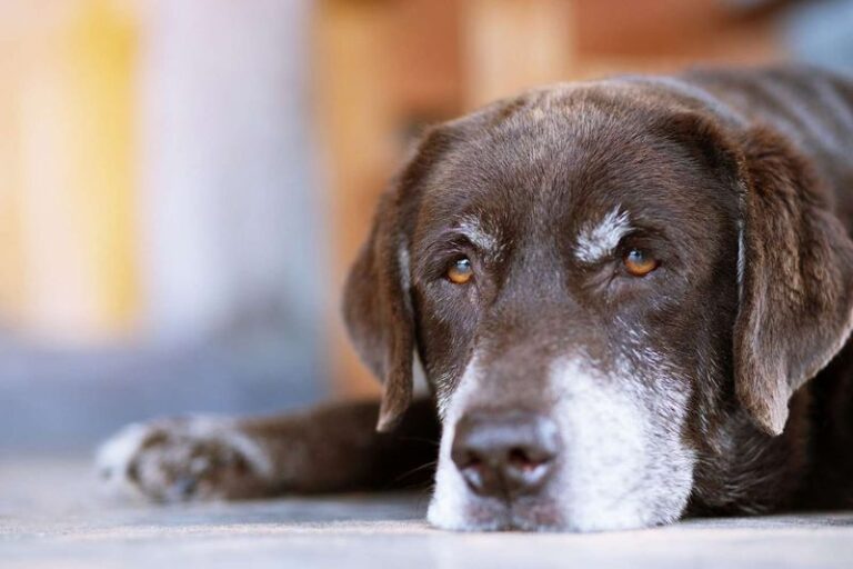 The Hidden Signs Your Dog Is Saying Goodbye - 9 Ways to Honor Their ...
