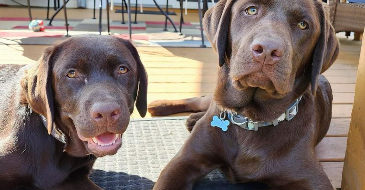 These 13 Gentle Dog Breeds Are Perfect for Families — But Most People ...