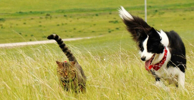 These 16 Dog Breeds Have Strong Prey Drive Around Small Pets (What ...