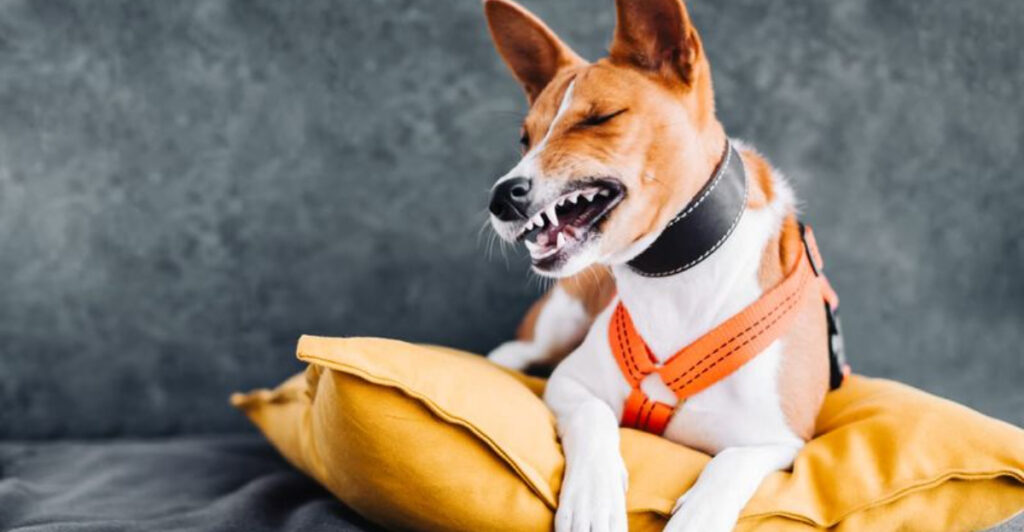 These 16 Dog Breeds Will Test Your Patience - But the Payoff Is Worth ...