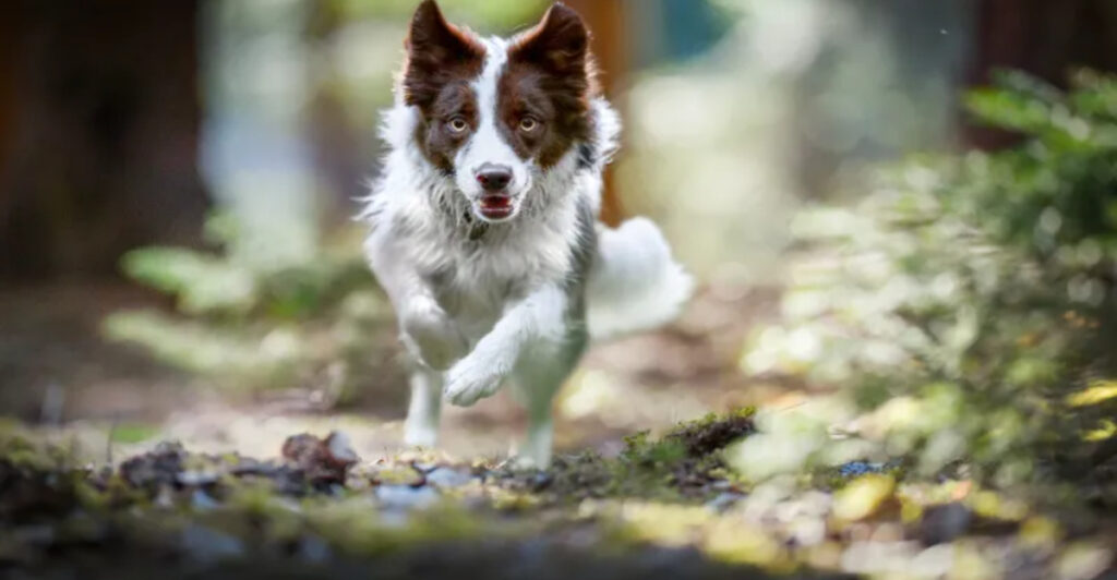 These 16 Graceful Dog Breeds Move Like Dancers — #9 Will Mesmerize You ...