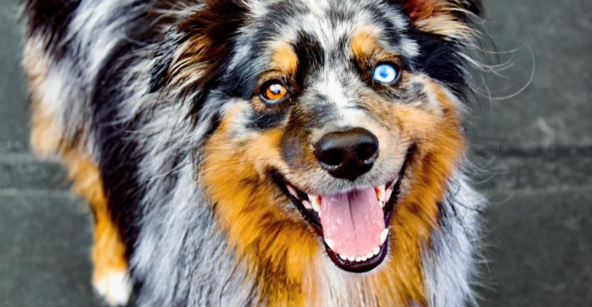 These 16 Smart Dog Breeds Share One Thing — High IQ — But Which Is ...