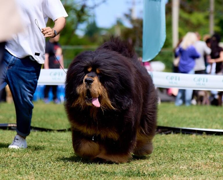 These 17 Dog Breeds Cost $5,000+ - But These 19 Are Just as Amazing for ...
