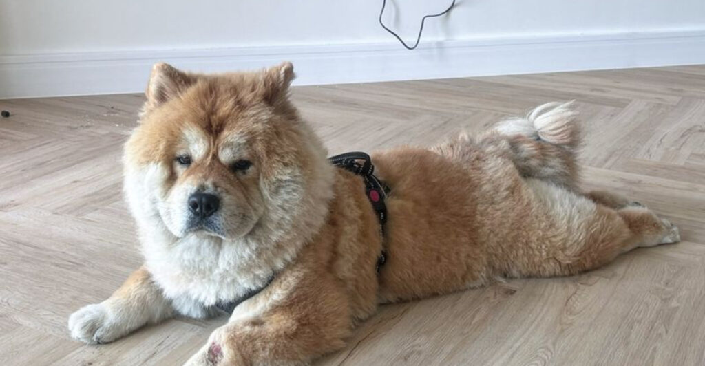 These 17 Dog Breeds Cost $5,000+ - But These 19 Are Just as Amazing for ...