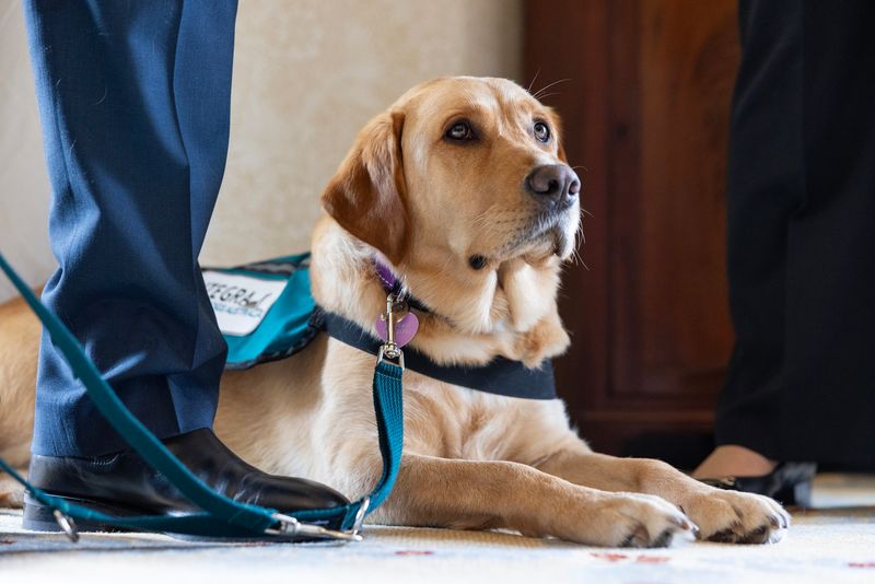 These 17 Therapy Dog Breeds Fight Anxiety Better Than Medicine ...