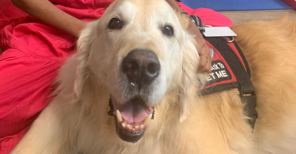 These 17 Therapy Dog Breeds Fight Anxiety Better Than Medicine ...