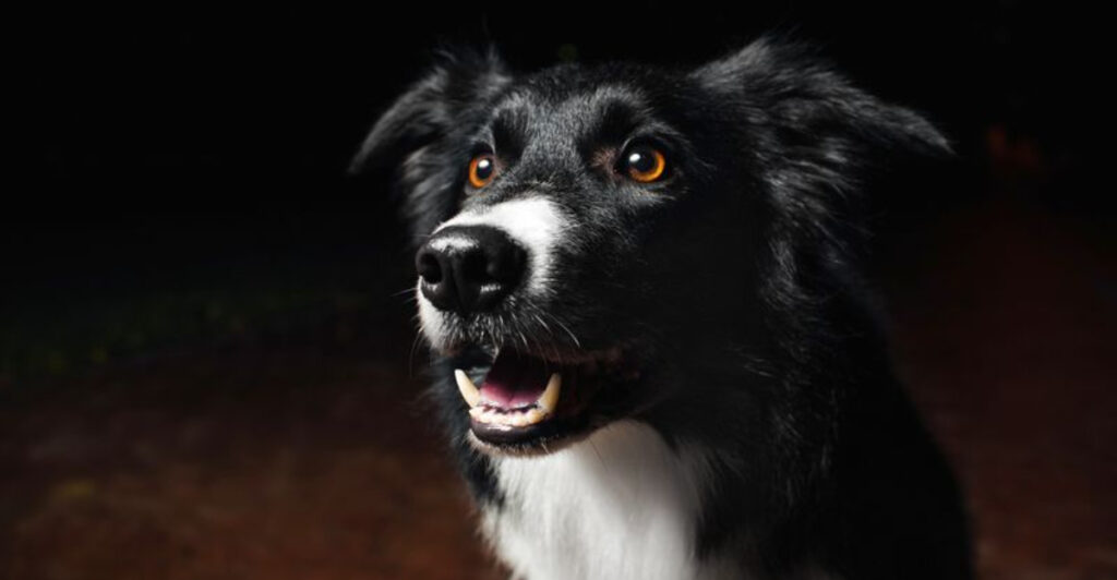 These 18 Dog Breeds Are Geniuses - Scientists Ranked Them by IQ - Epic ...