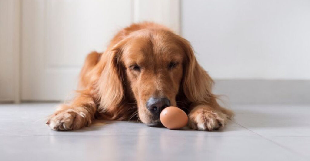 These 18 Foods Help Dogs Live Longer - Vets Explain Why - Epic dogs tales