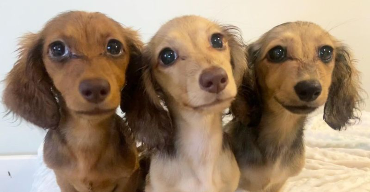 These 23 Dogs Will Steal Your Heart — and Never Leave Your Side - Epic ...