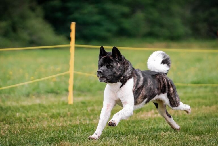 12 Dog Breeds Closest to Wolves (and 5 That Are Best Left to ...