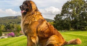 The 14 Heaviest Dog Breeds in the World - Some Weigh Over 200 Pounds ...