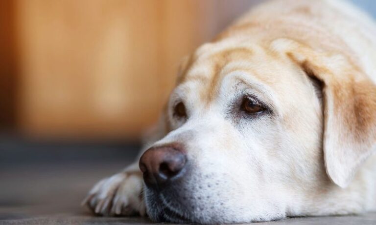 Veterinarians Reveal 13 Mistakes Pet Owners Make When Dogs Are Grieving - Epic dogs tales