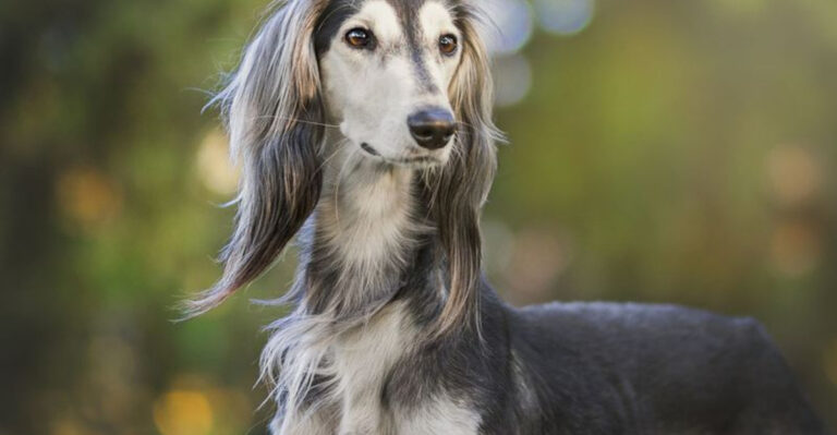 Why Are These 14 Amazing Dog Breeds Losing Popularity? - Epic dogs tales