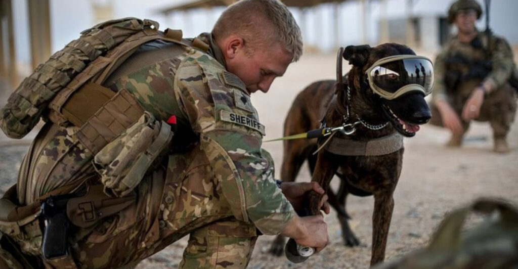 Why Military Dogs Are Essential to Navy SEAL Teams: 7 Key Roles - Epic ...