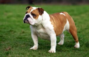 The 25 Most Powerful Dog Breeds, Ranked by Jaw Strength - Epic dogs tales