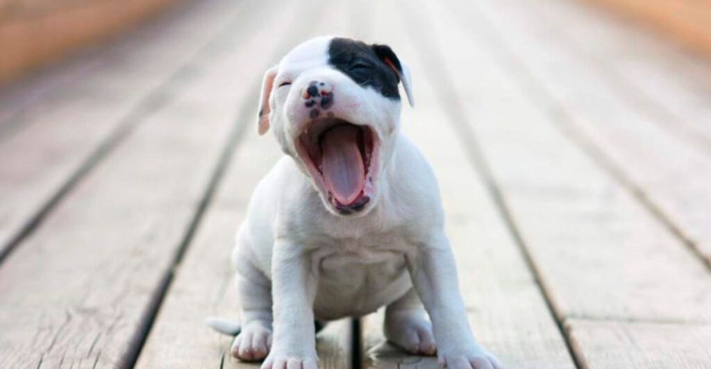 10 Surprising Behaviors Dogs Copy from Their Humans - Epic dogs tales