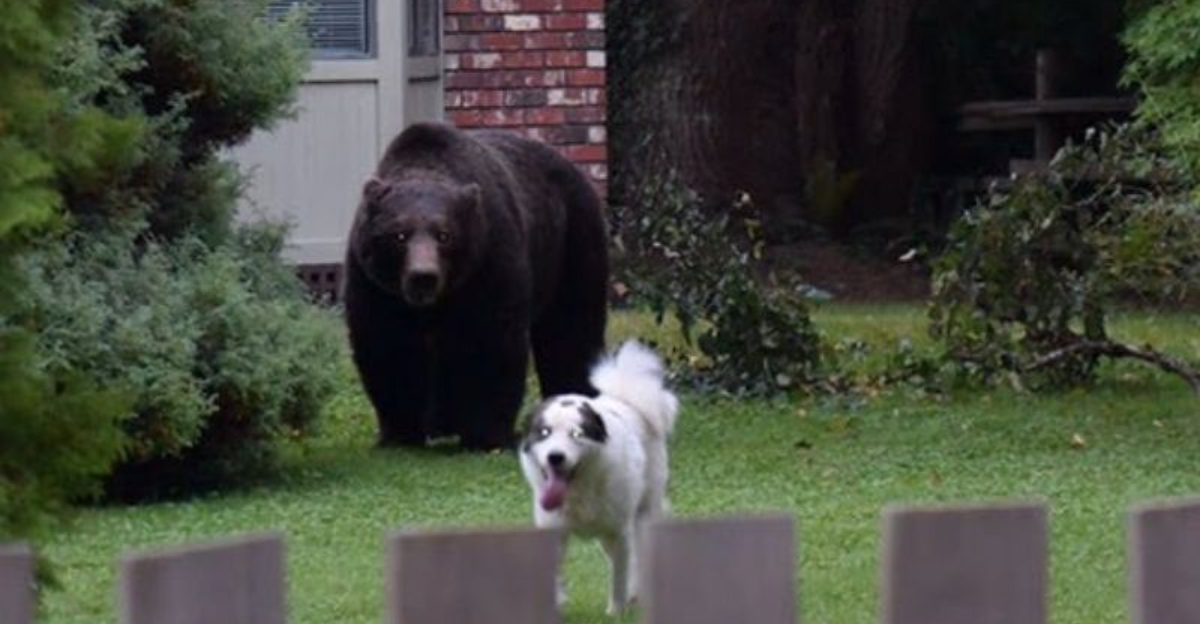 13 Creatures Dog Owners Should Keep Off Their Radar — For Their Pet’s ...