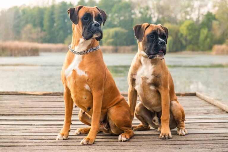 13 Differences Between Male and Female Dogs That Can Affect Your Choice ...