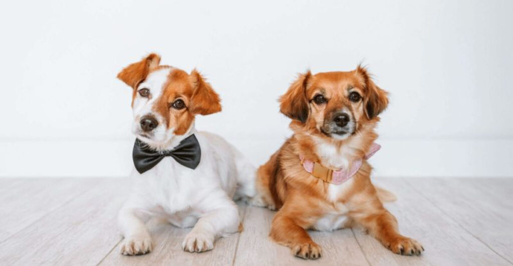 13 Differences Between Male and Female Dogs That Can Affect Your Choice ...