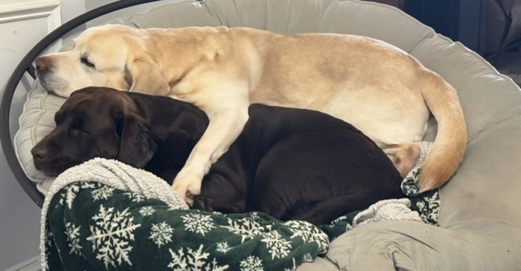 14 Dog Breeds That Make the Best Nighttime Snuggle Buddies - Epic dogs ...