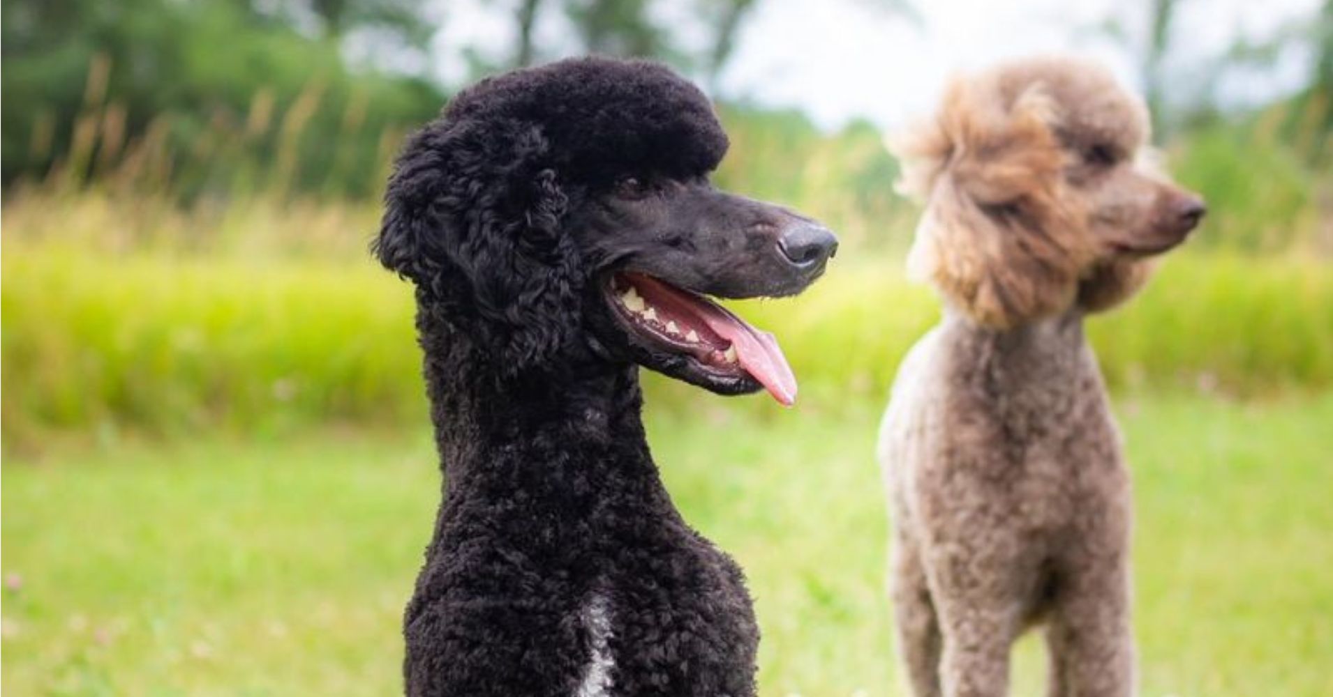 14 Sensitive Dog Breeds That Capture Everyone’s Heart - Epic dogs tales