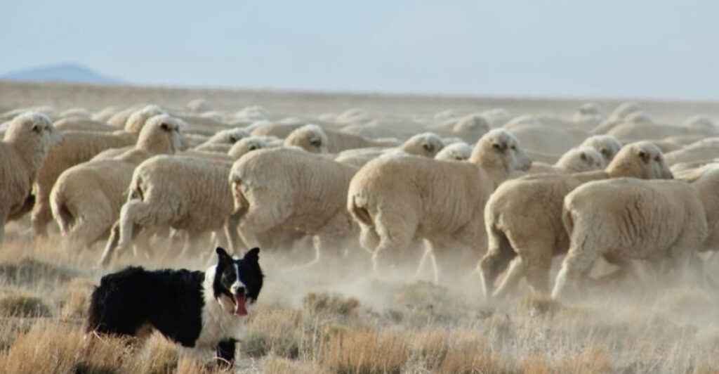 16 Ranch Dog Breeds Known for Their Grit and Loyalty - Epic dogs tales