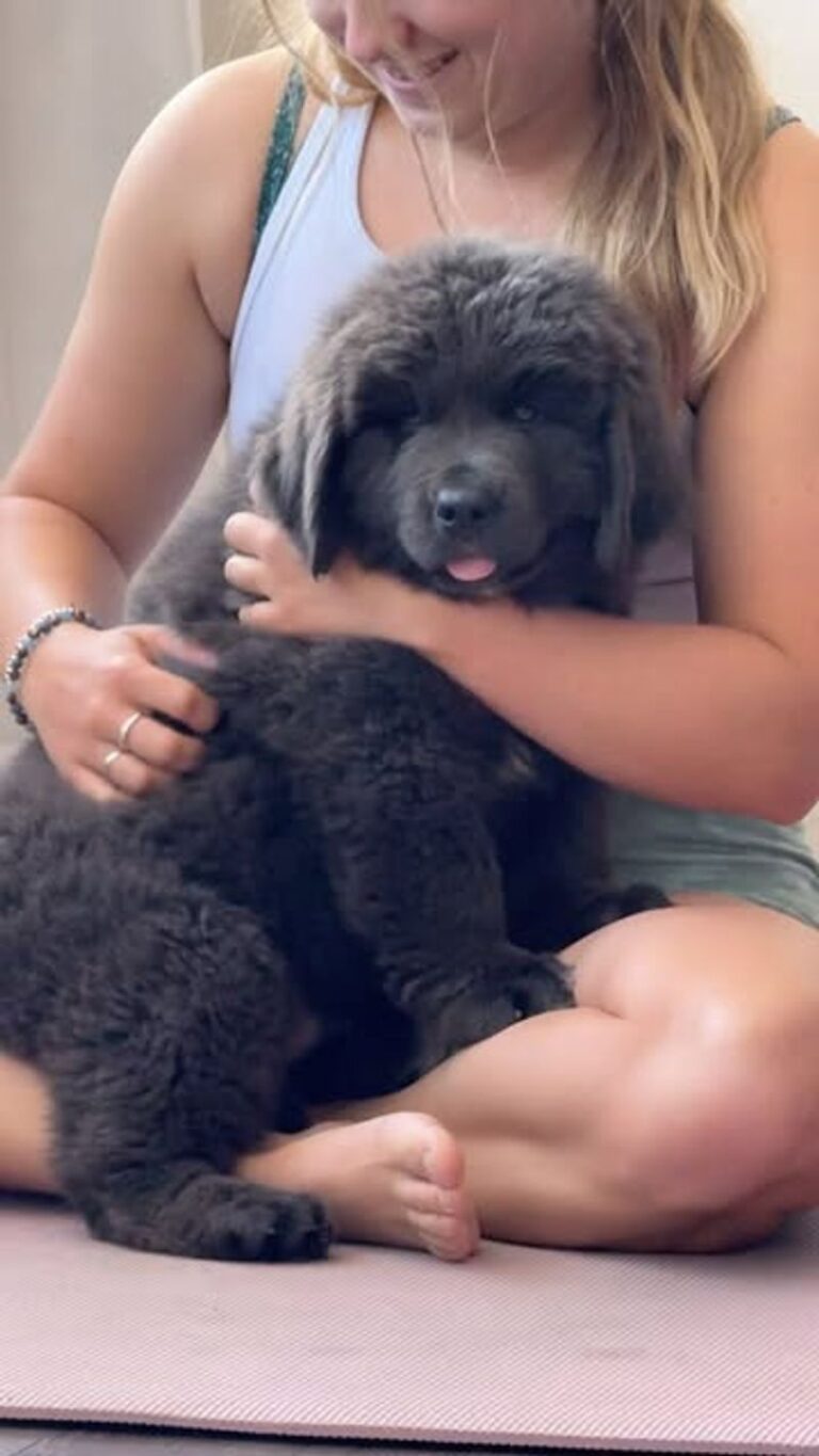 17 Sweet-Natured Dog Breeds Everyone Falls in Love With - Epic dogs tales