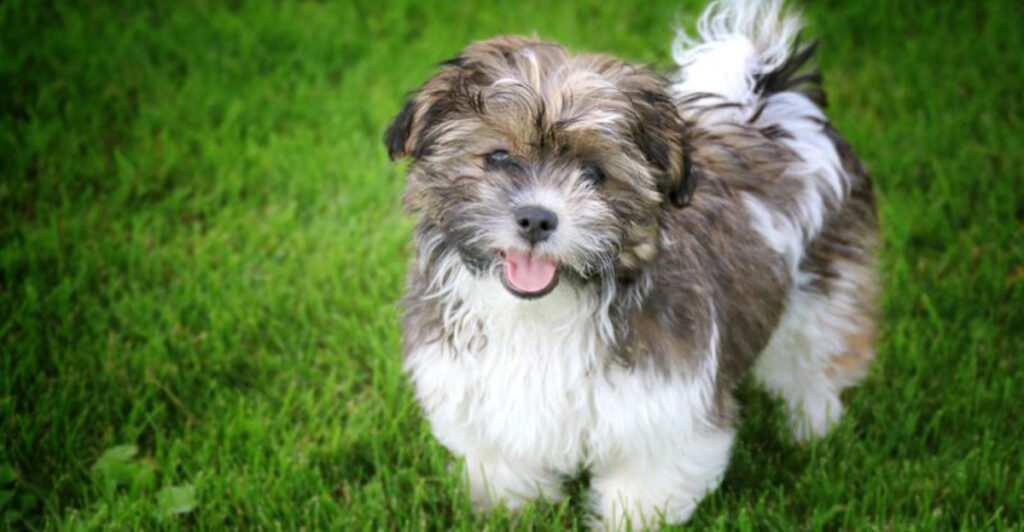26 Shih Tzu Mixes That Combine Charm, Personality, and Irresistible ...