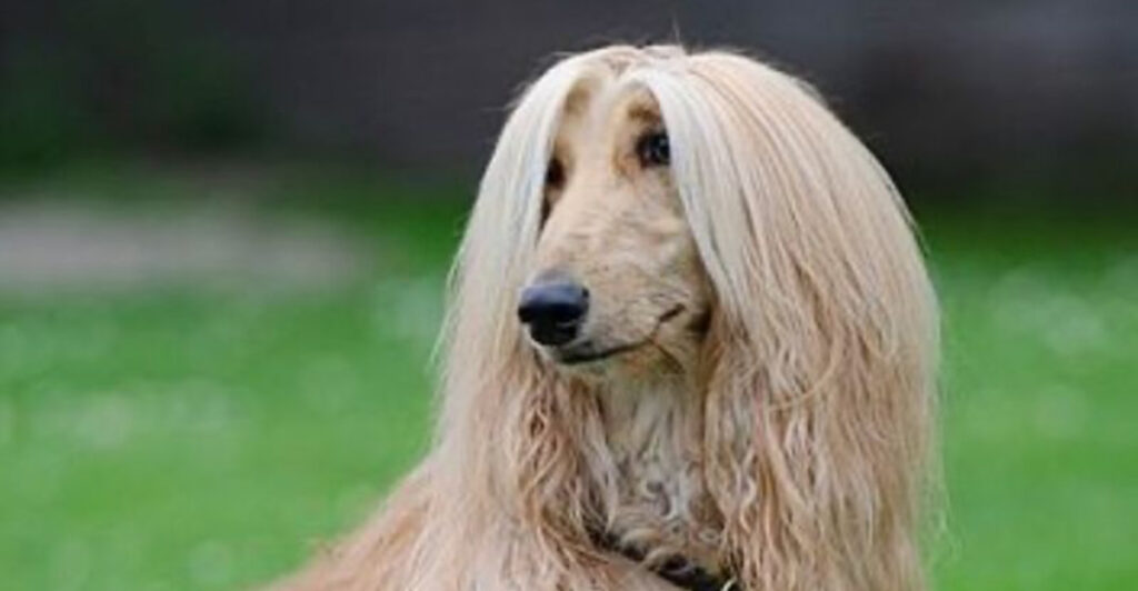 28 Dog Breeds That Are as Stubborn as They Are Lovable - Epic dogs tales