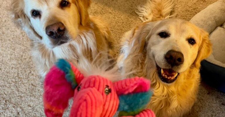 29 Affectionate Dog Breeds That Live to Cuddle - Epic dogs tales
