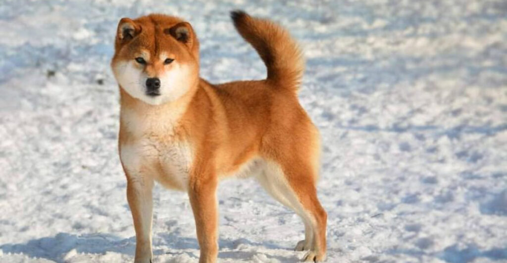 7 Stunning Orange Dog Breeds That Brighten Every Room - Epic dogs tales
