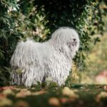 31 Unique Dog Breeds You’ll Wish You’d Discovered Sooner - Epic dogs tales