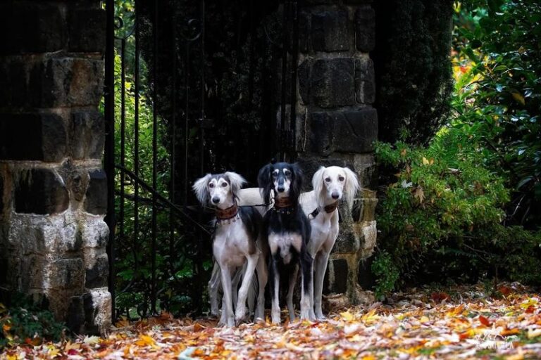 31 Unique Dog Breeds You’ll Wish You’d Discovered Sooner - Epic dogs tales