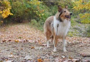 16 Ranch Dog Breeds Known for Their Grit and Loyalty - Epic dogs tales