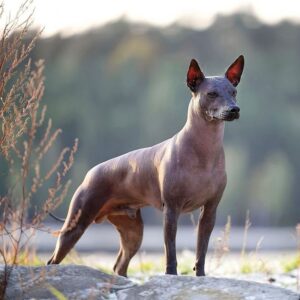 31 Unique Dog Breeds You’ll Wish You’d Discovered Sooner - Epic dogs tales