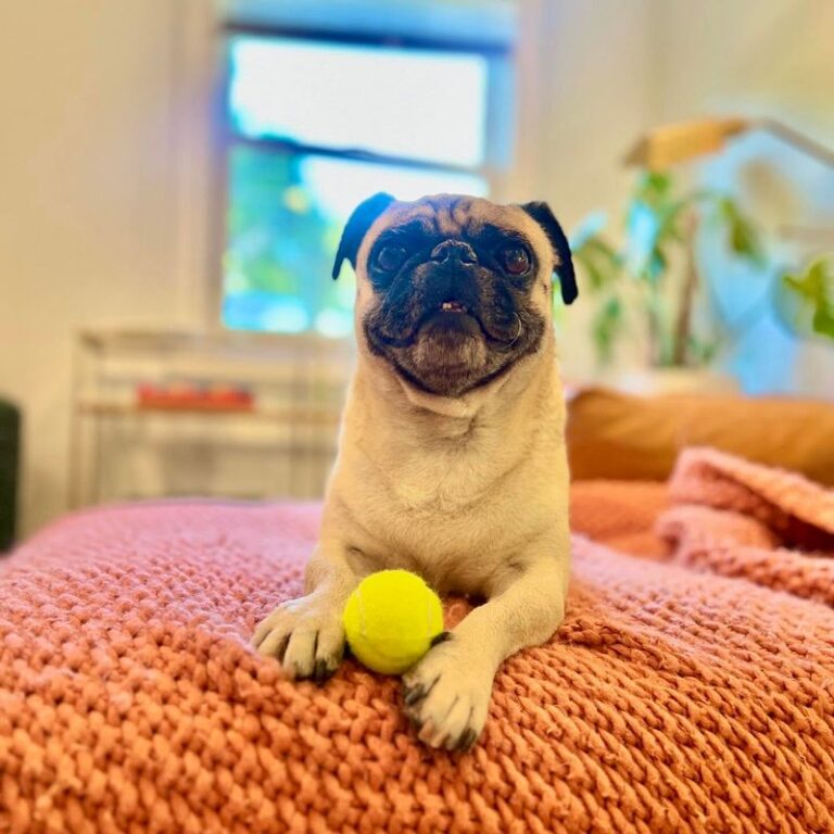 10 Chill Dog Breeds That Make Life Easier and Happier - Epic dogs tales