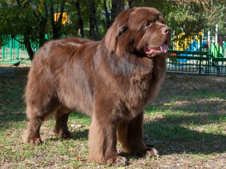 10 Chill Dog Breeds That Make Life Easier and Happier - Epic dogs tales